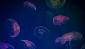 Definitie van een weekdier - Definitieweb